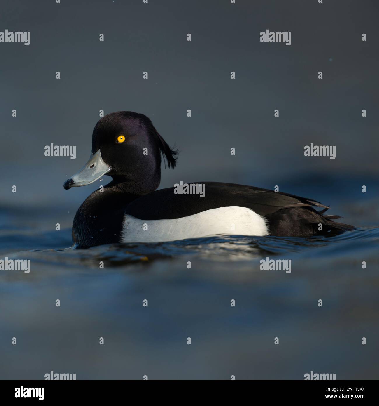 Becco giallo con punta nera immagini e fotografie stock ad alta ...