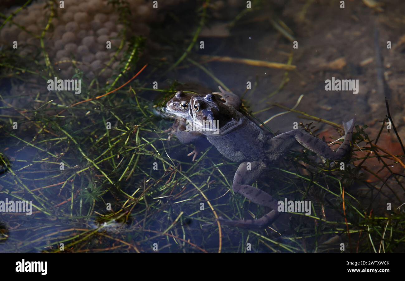 Rana della piscina gracidante in uno stagno immagini e fotografie stock ...