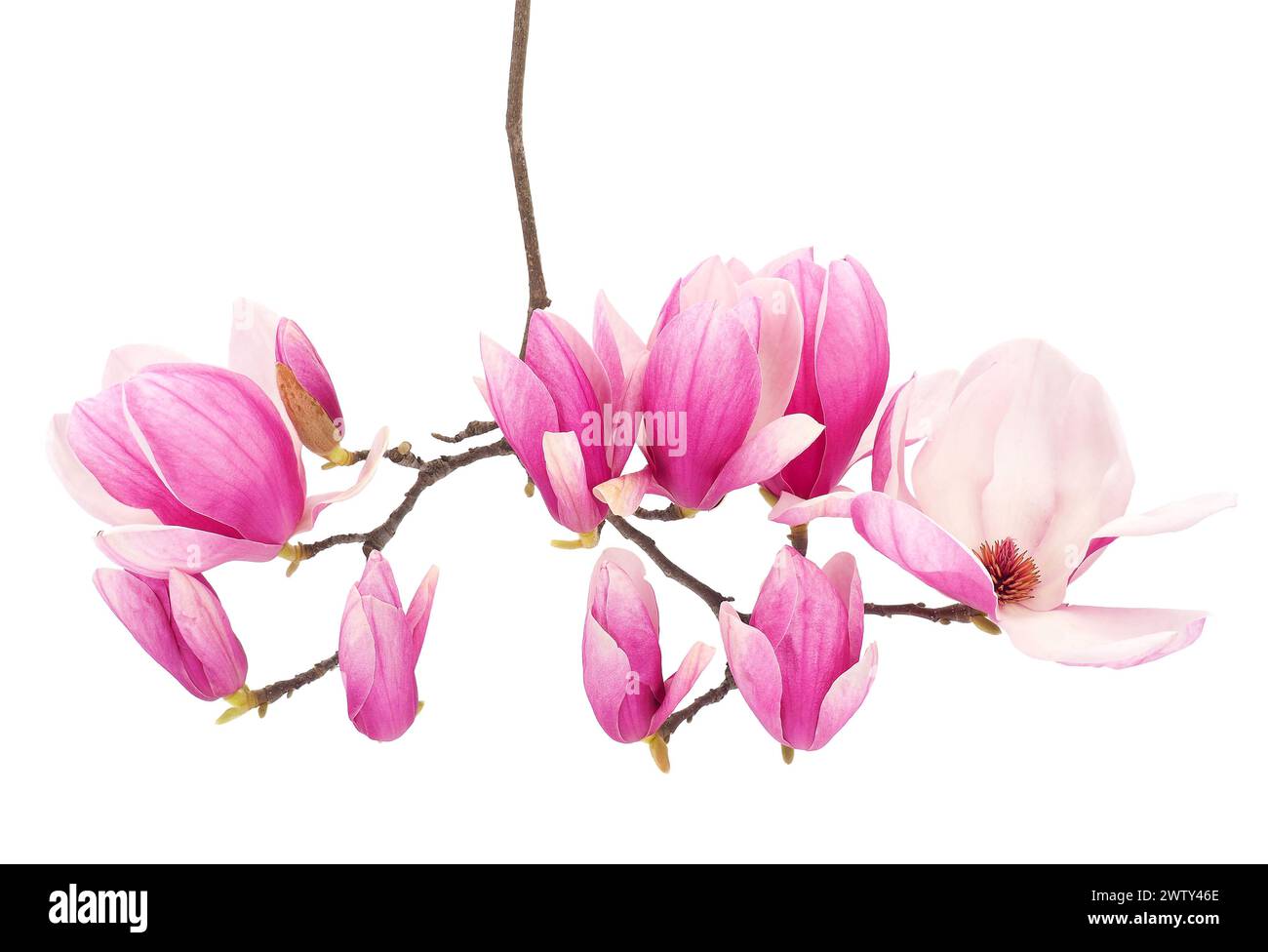 Albero di magnolia piattino Immagini senza sfondo e Foto Stock ...