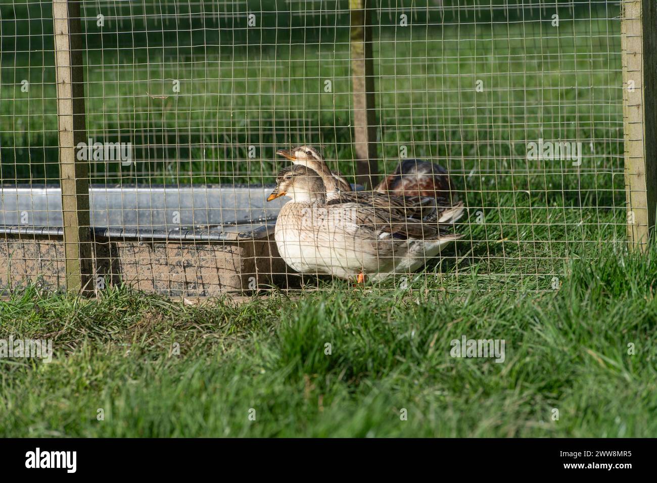 Chiamata insolita immagini e fotografie stock ad alta risoluzione - Alamy