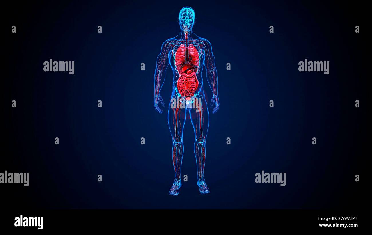 Apparato riproduttore maschile anatomia immagini e fotografie stock ad ...