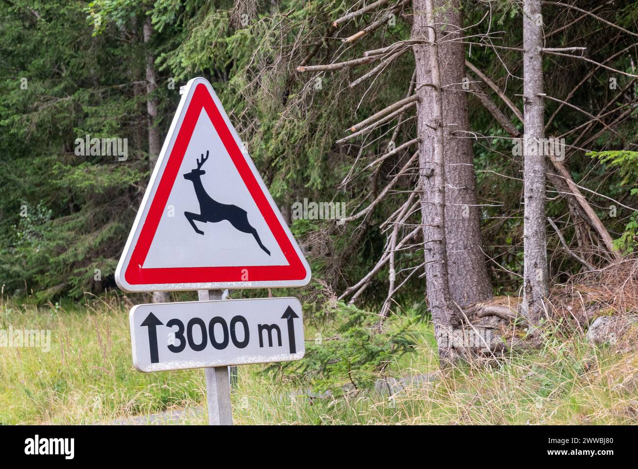 Cartello Stradale Di Attraversamento Dei Cervi Immagini E Fotografie