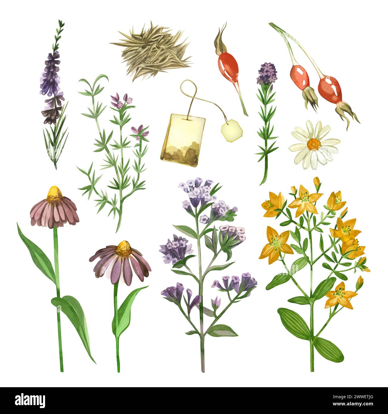 Seme di erica Immagini senza sfondo e Foto Stock ritagliate - Alamy