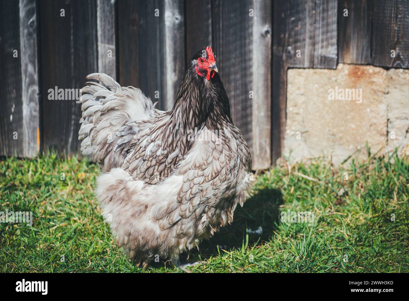 Orpington chicken immagini e fotografie stock ad alta risoluzione - Alamy