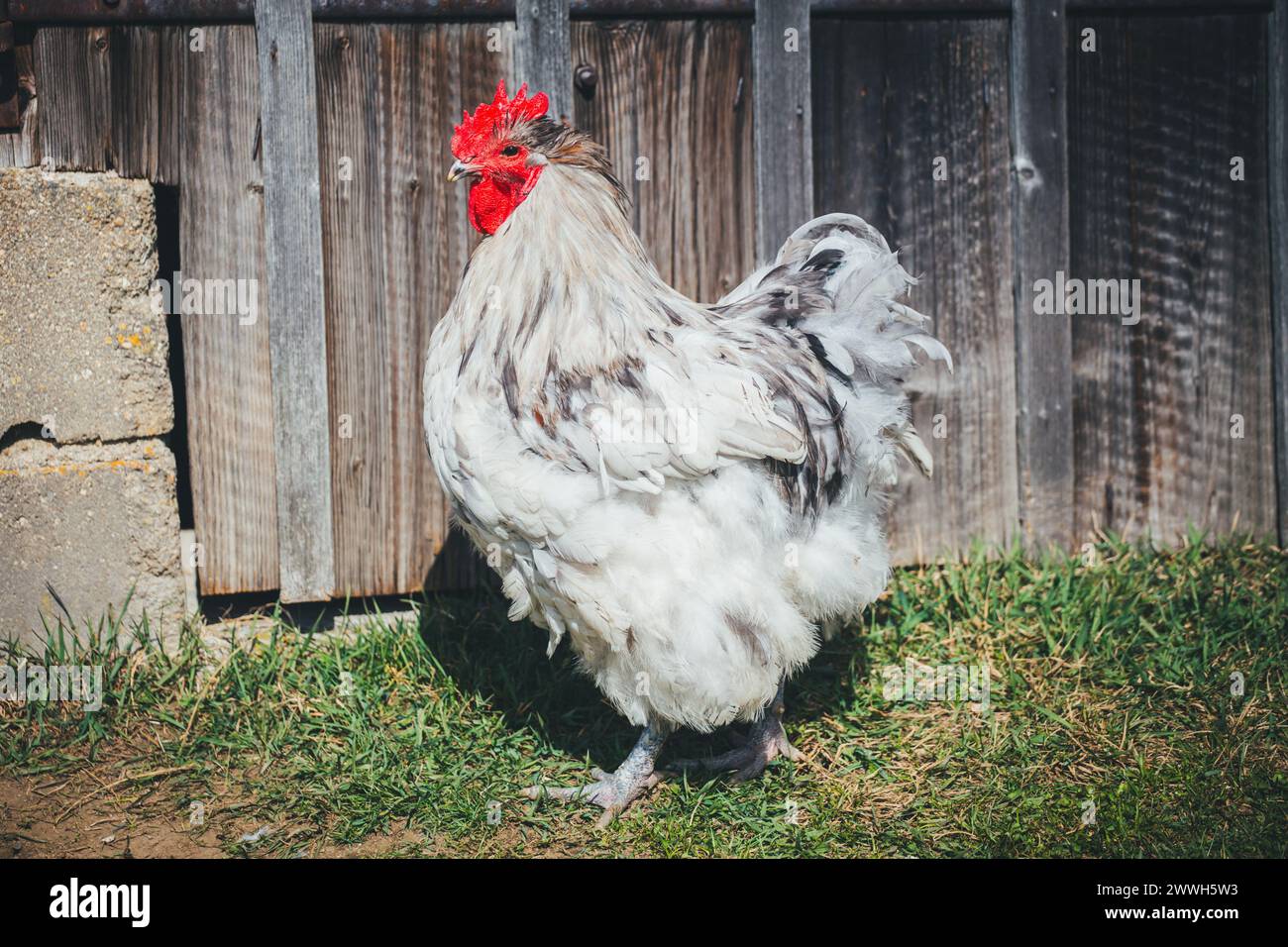 Orpington chicken immagini e fotografie stock ad alta risoluzione - Alamy