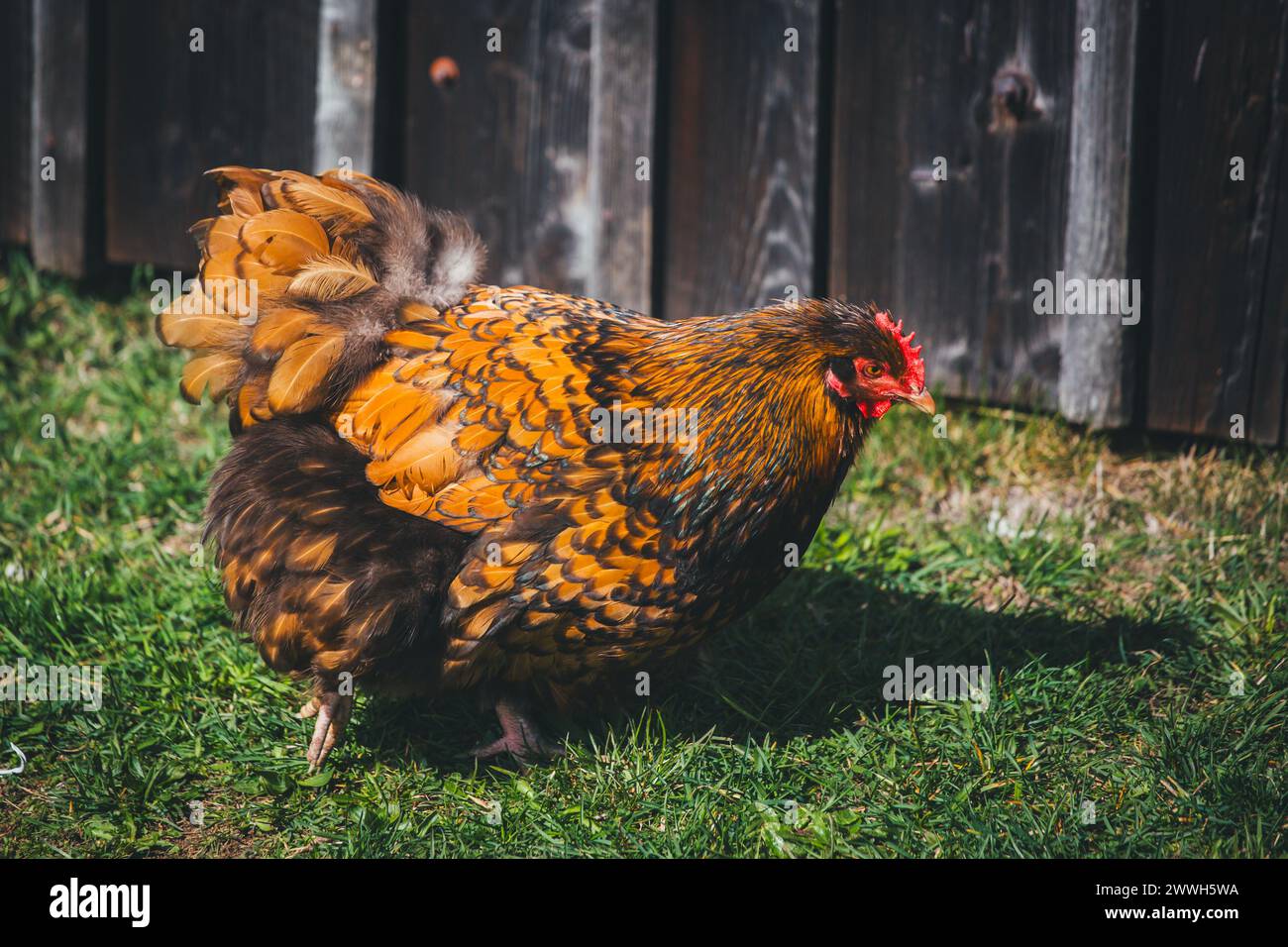 Orpington chicken immagini e fotografie stock ad alta risoluzione - Alamy