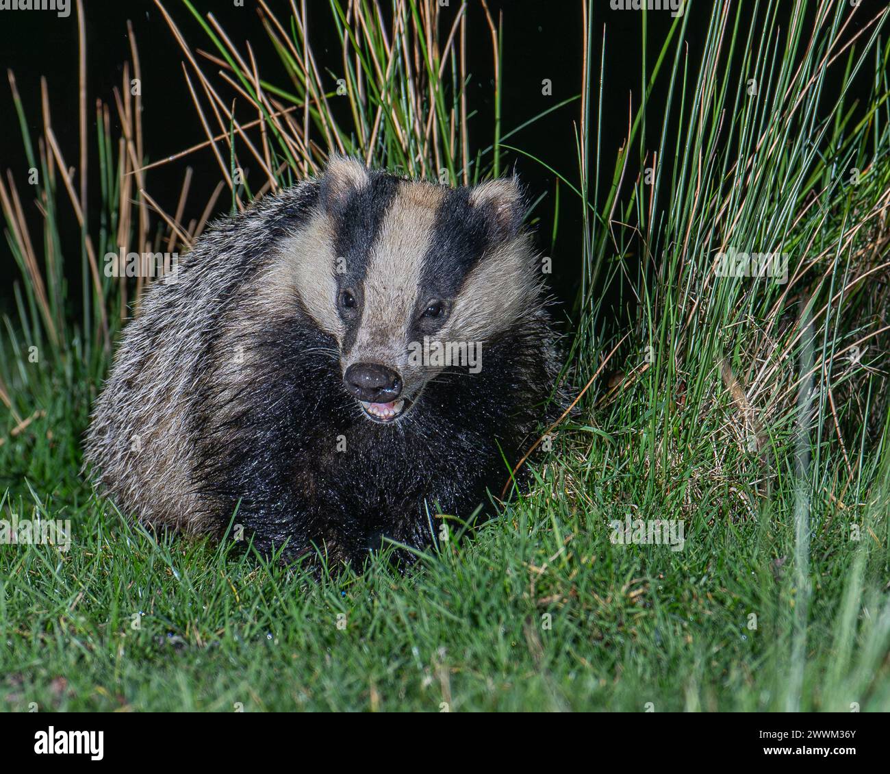 Tassi sotto la pioggia immagini e fotografie stock ad alta risoluzione ...
