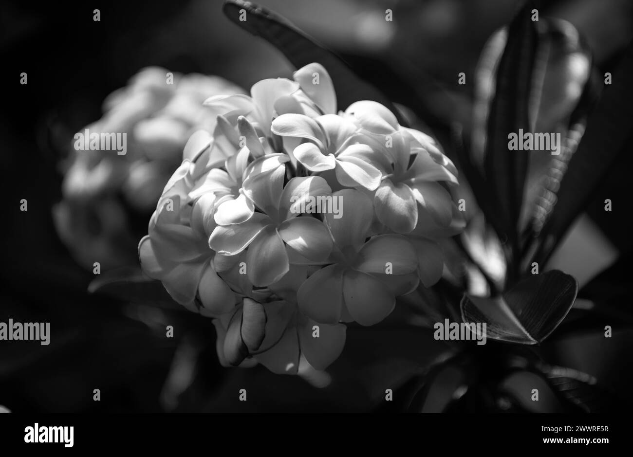 Albero di frangipane plumeria rubra Foto e Immagini Stock in Bianco e ...