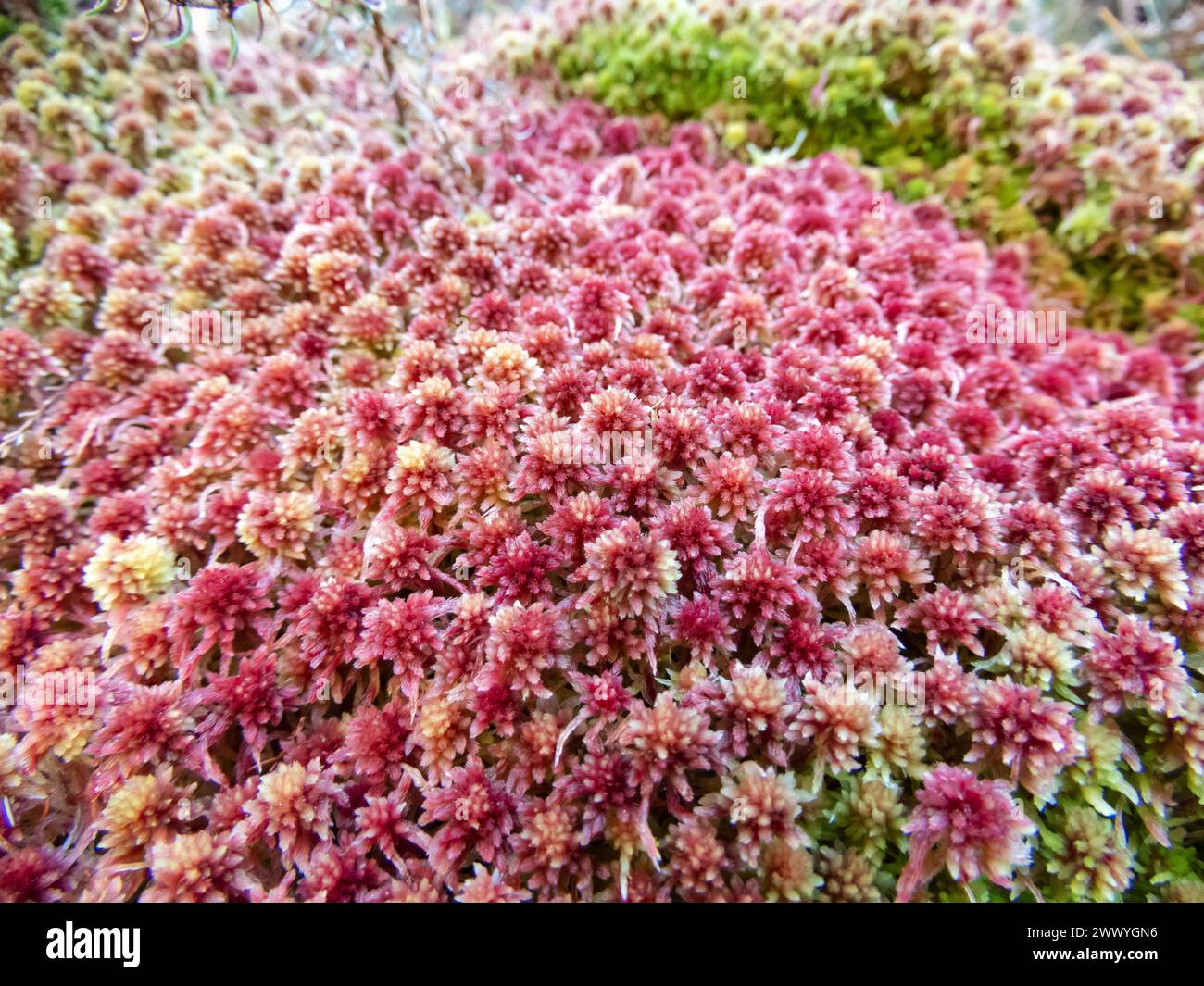 Muschio di palude dalle foglie acute immagini e fotografie stock ad ...