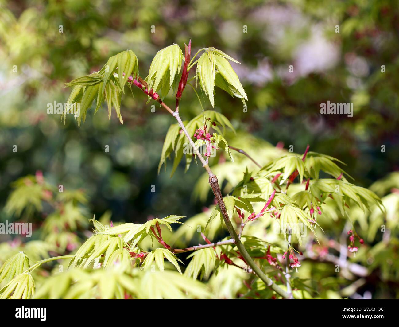 Erable japonais immagini e fotografie stock ad alta risoluzione - Alamy