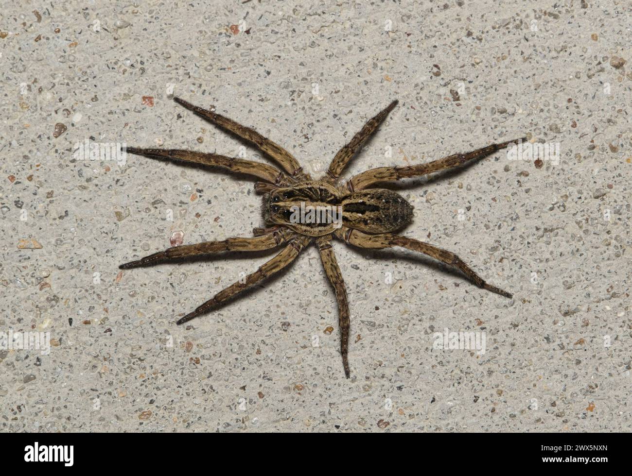 Aracnidi dell'ecosistema immagini e fotografie stock ad alta risoluzione - Alamy