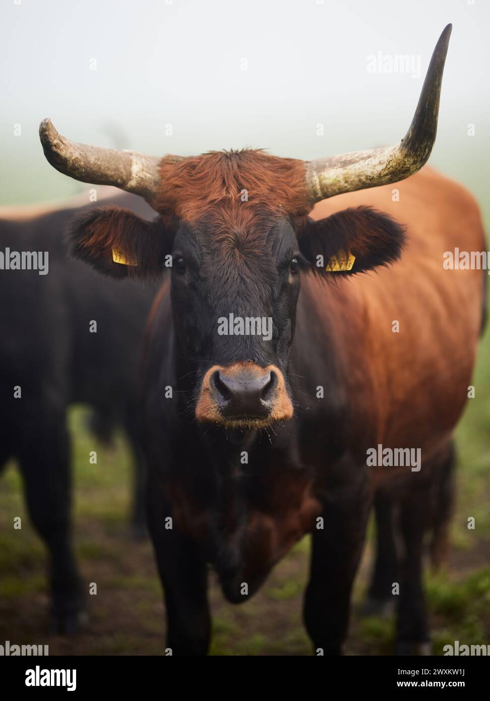 Mucca con grandi corna immagini e fotografie stock ad alta risoluzione ...