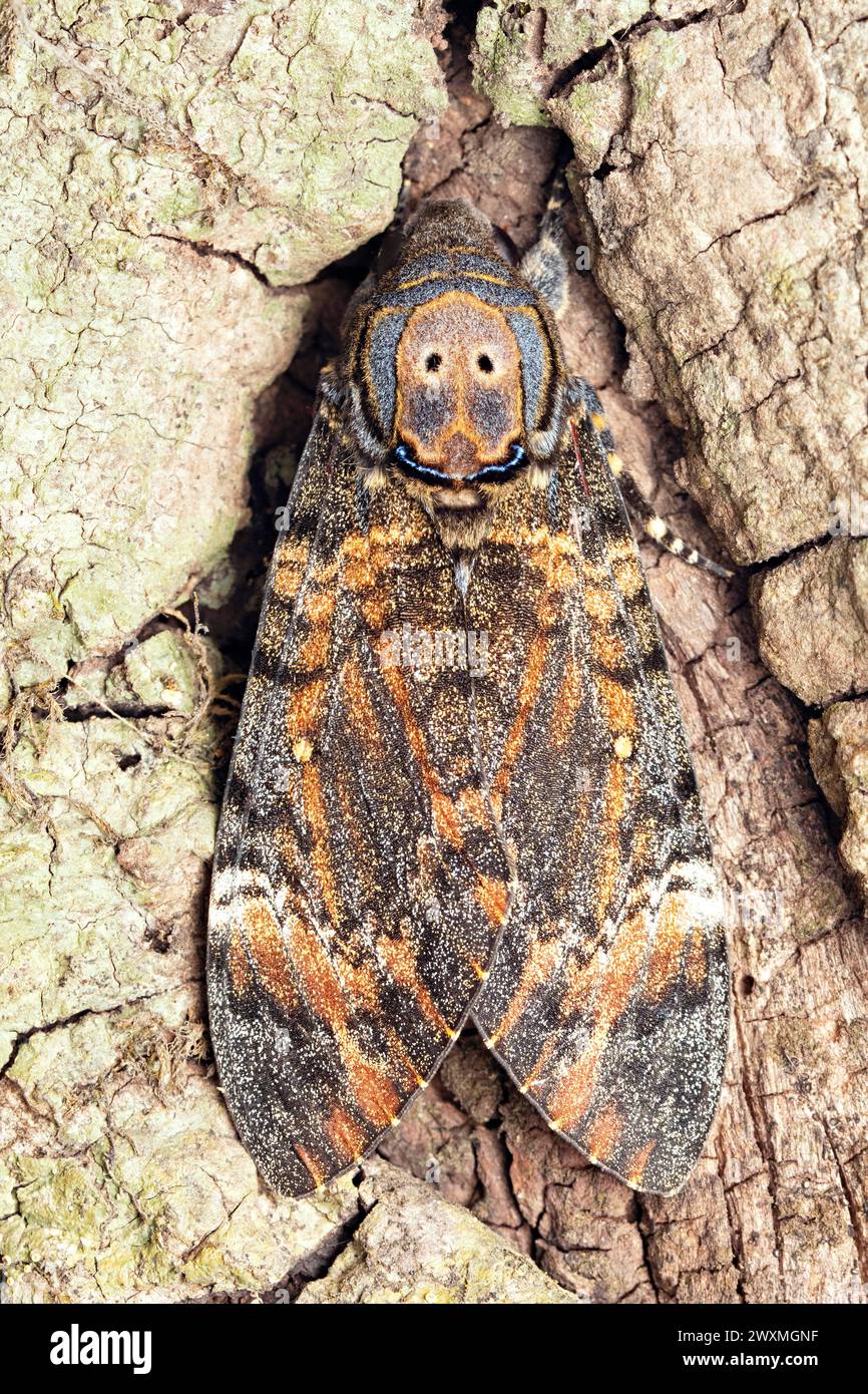 Bruco delle teste della morte falena falco immagini e fotografie stock ...