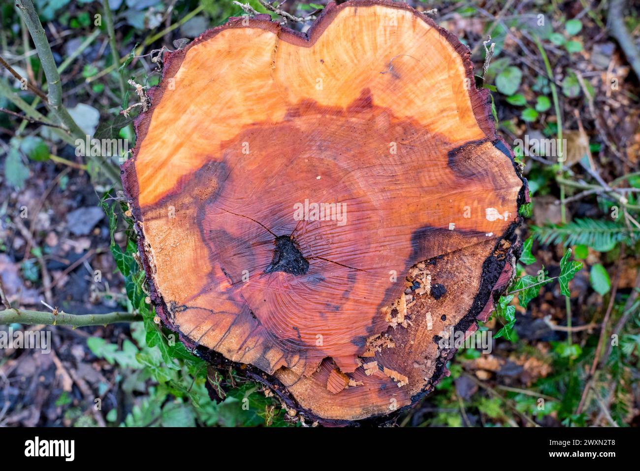 Crescita 2024 immagini e fotografie stock ad alta risoluzione - Alamy