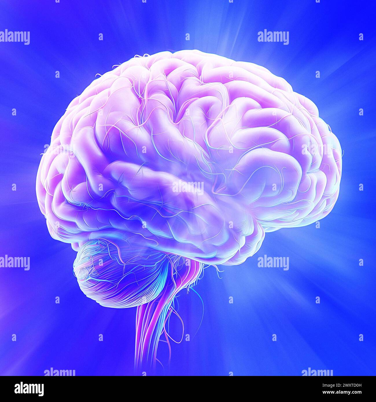 Anatomia del cervello umano immagini e fotografie stock ad alta ...