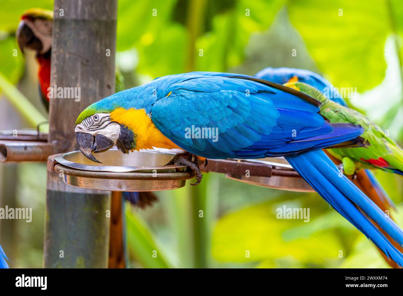 Grande pappagallo Ara Macaw blu giallo e rosso in uno zoo ornitologico ...