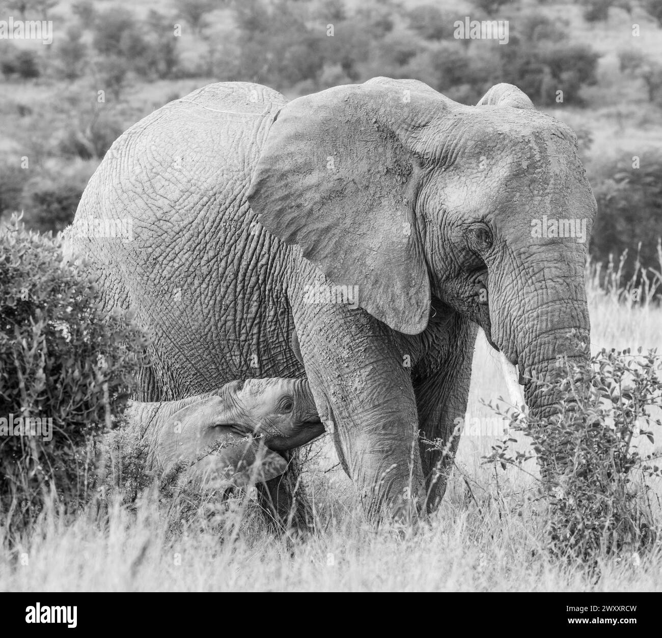 Grande cespuglio Foto e Immagini Stock in Bianco e Nero - Alamy