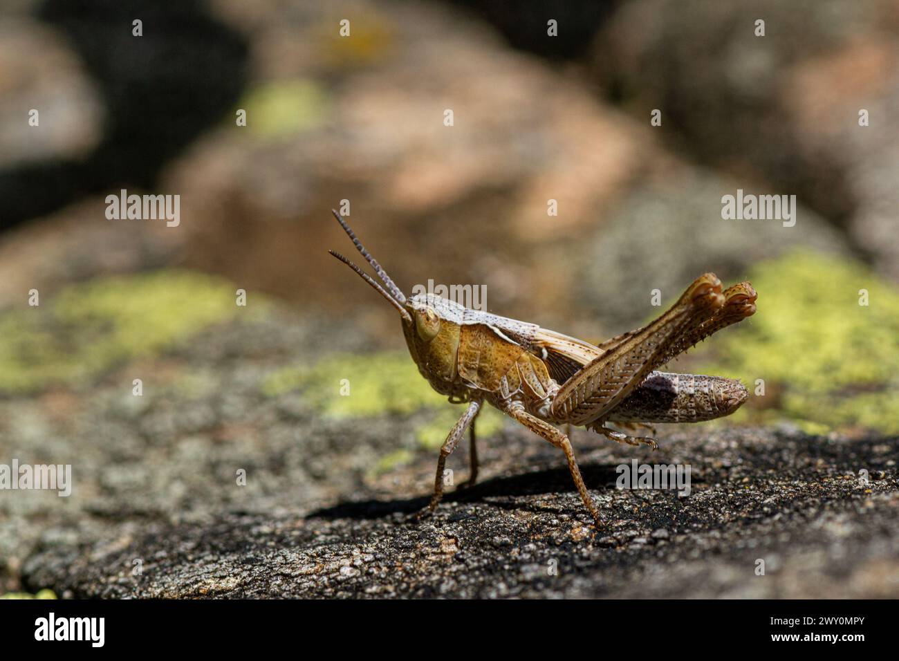 Cavalletta marrone immagini e fotografie stock ad alta risoluzione - Alamy