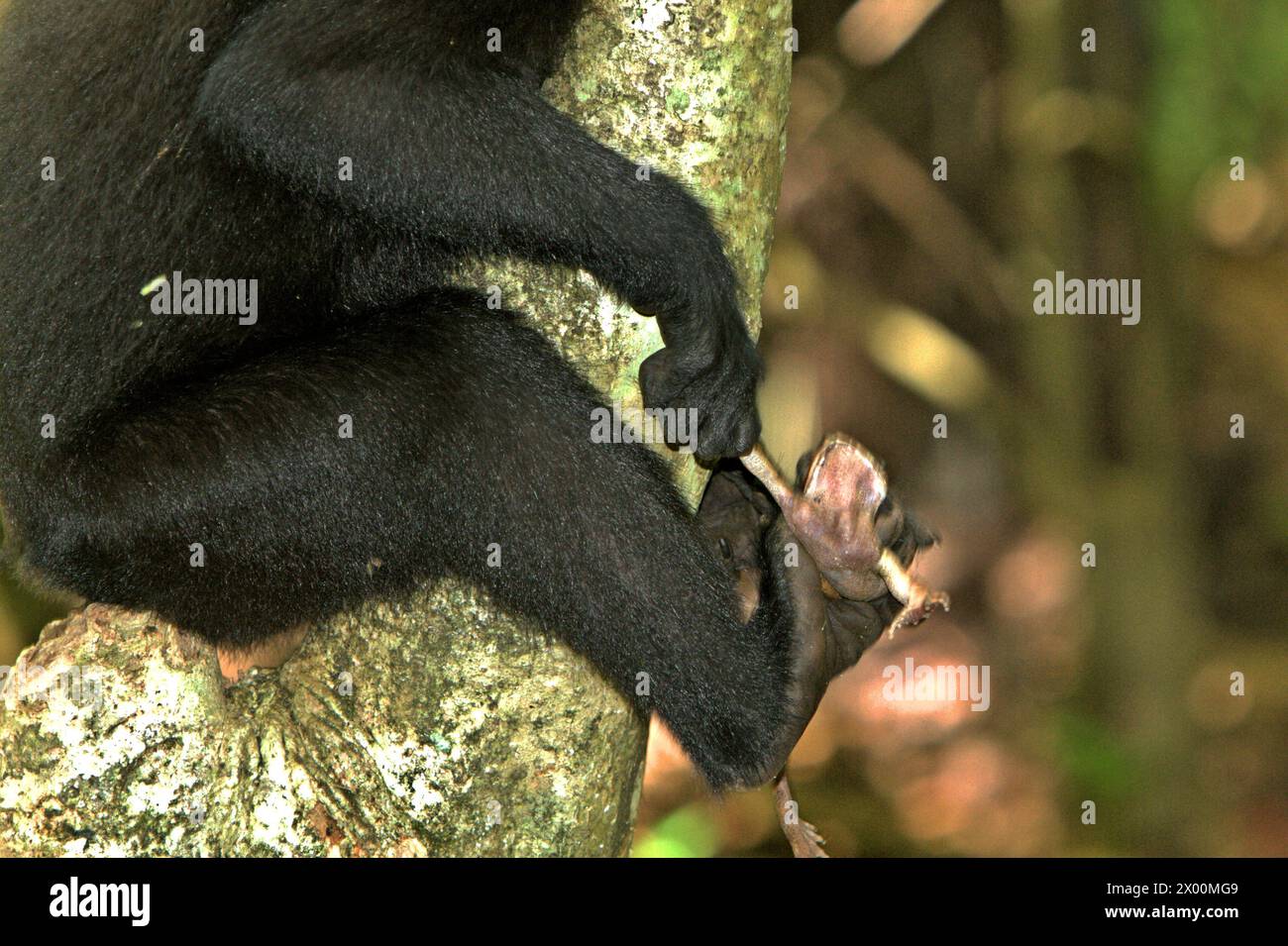 Diete dei primati immagini e fotografie stock ad alta risoluzione - Alamy