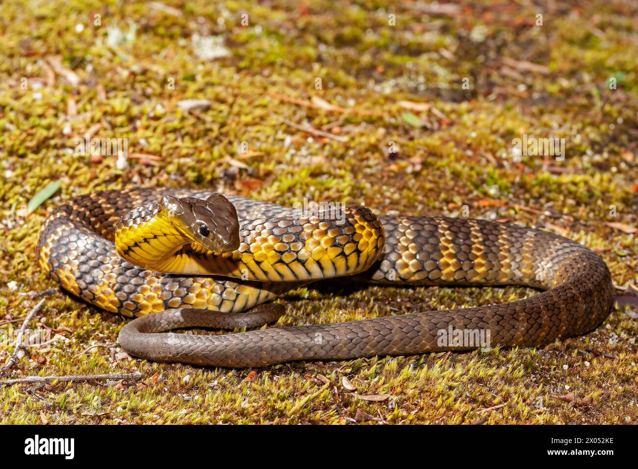 Australian tiger snake immagini e fotografie stock ad alta risoluzione ...