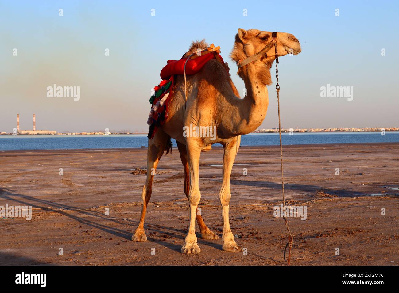 Cammello kuwait immagini e fotografie stock ad alta risoluzione - Alamy