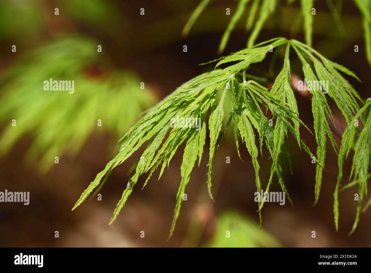Acer palmatum dissectum variegato immagini e fotografie stock ad alta ...
