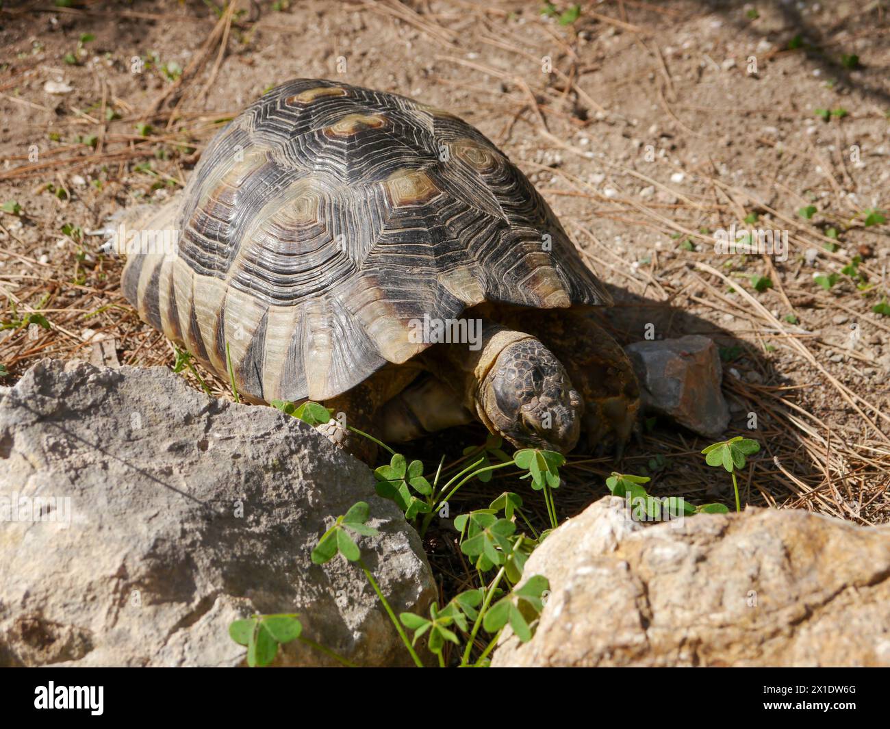 Testudo greco di tartaruga immagini e fotografie stock ad alta ...