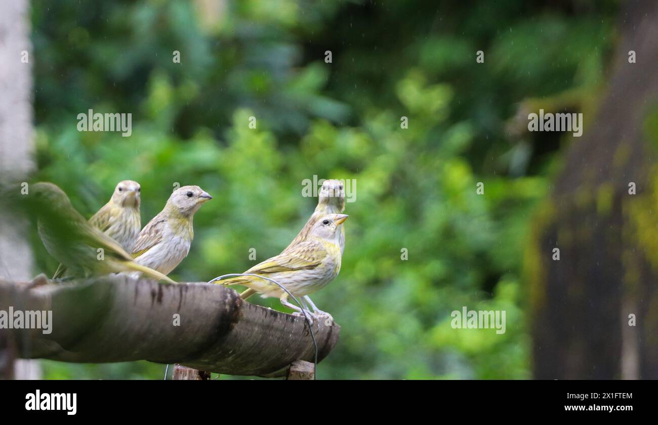 Le femmine di canarino immagini e fotografie stock ad alta risoluzione ...