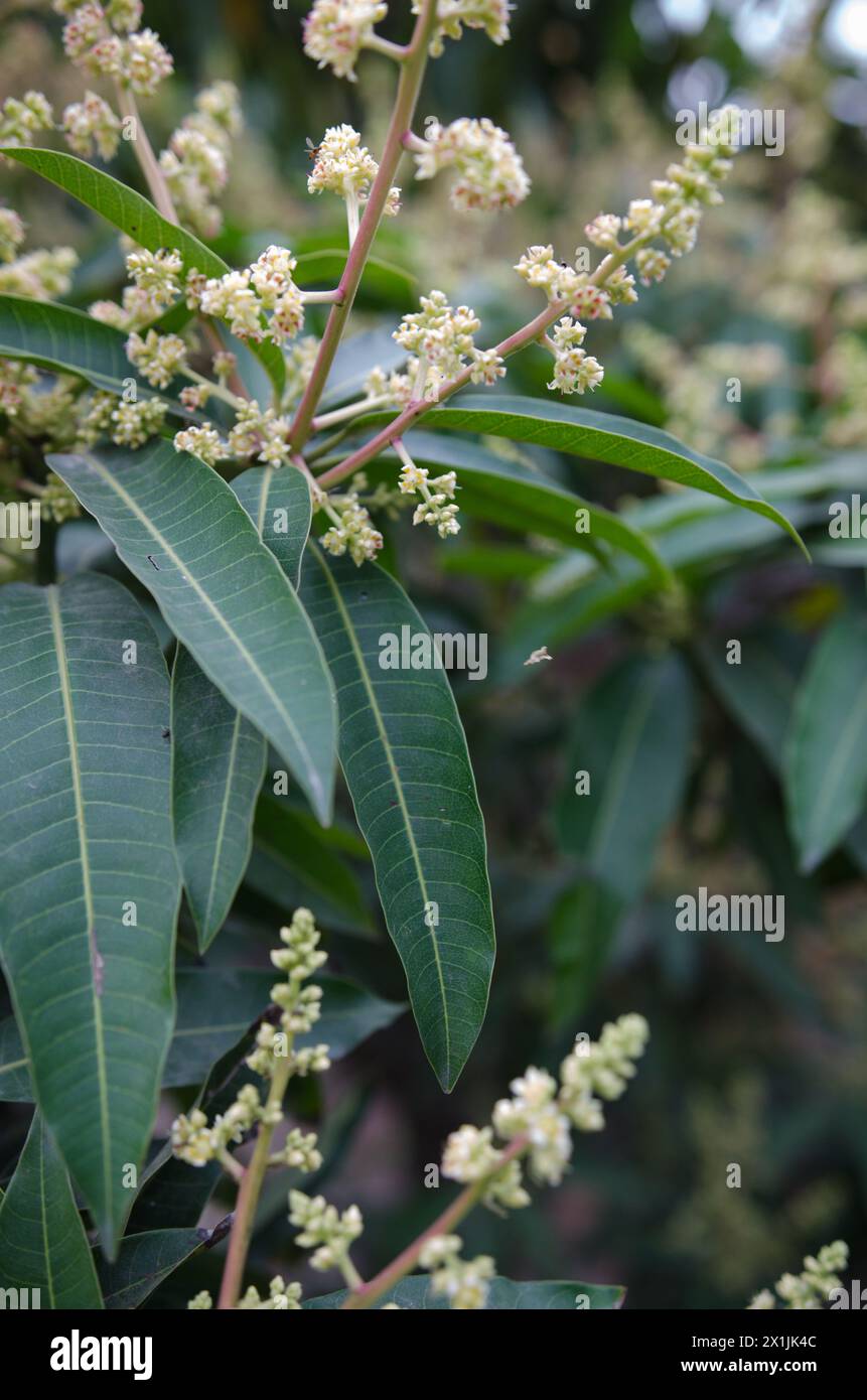 Fiori di mango immagini e fotografie stock ad alta risoluzione - Alamy