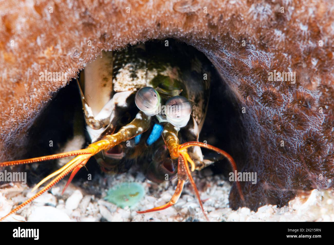 Sea mantis immagini e fotografie stock ad alta risoluzione - Alamy