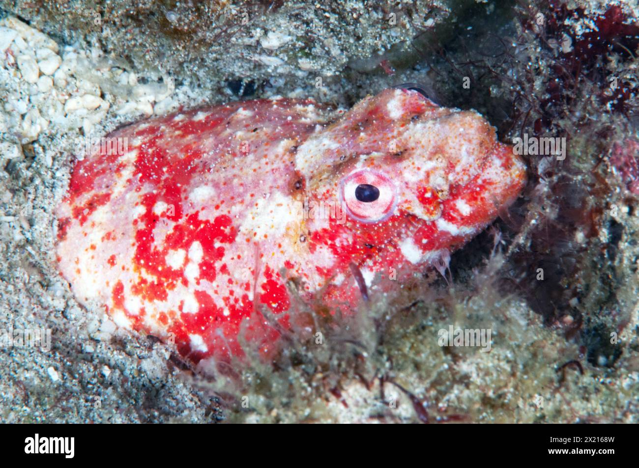 Anguilla oceanica immagini e fotografie stock ad alta risoluzione - Alamy