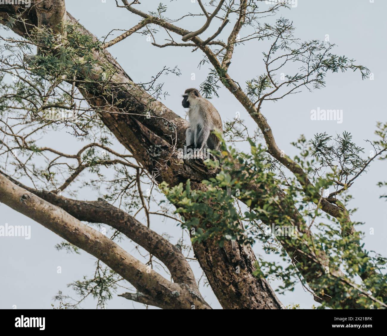 Scimmia di vervet nell'albero immagini e fotografie stock ad alta ...