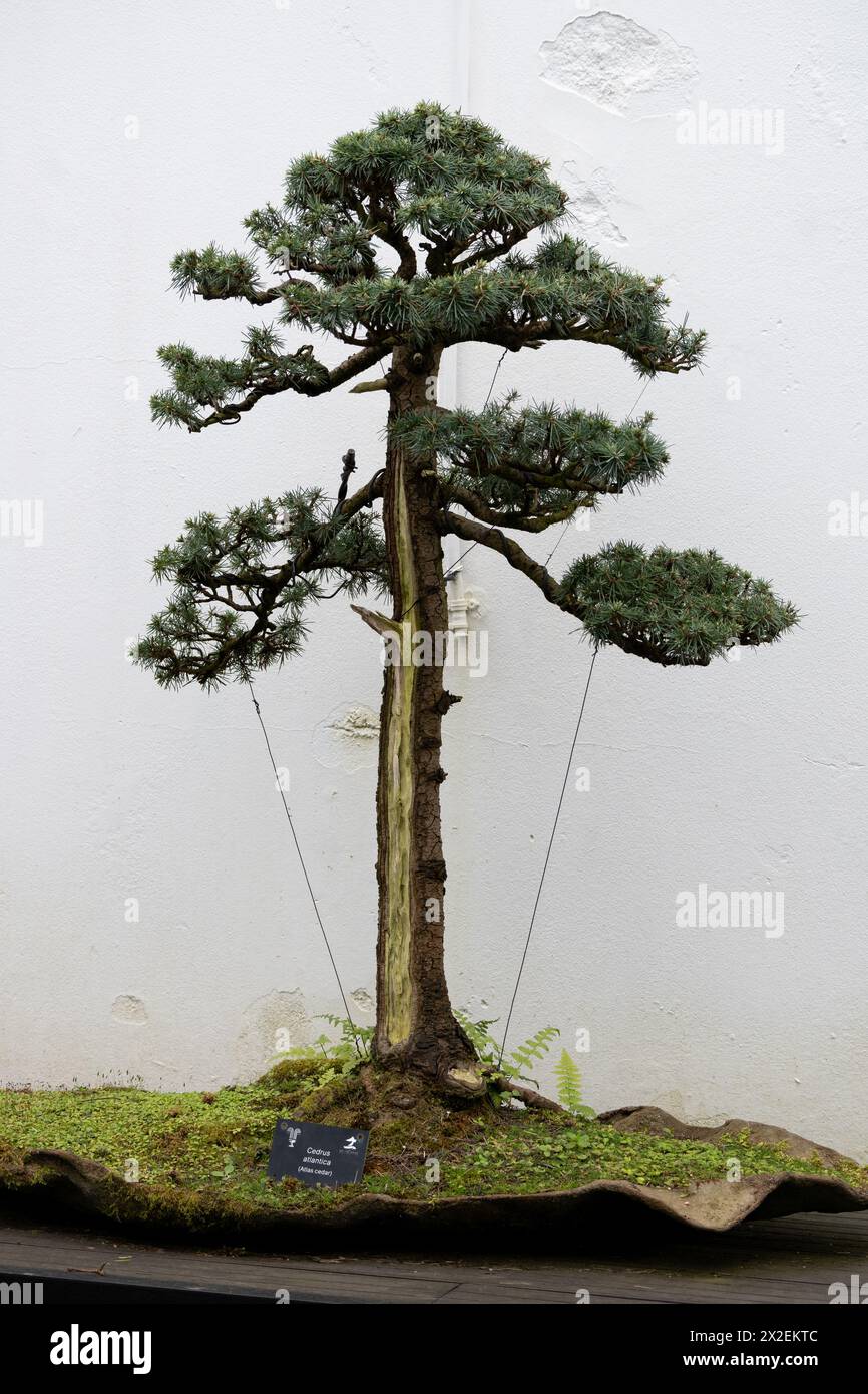 Bonsai di cedro immagini e fotografie stock ad alta risoluzione - Alamy