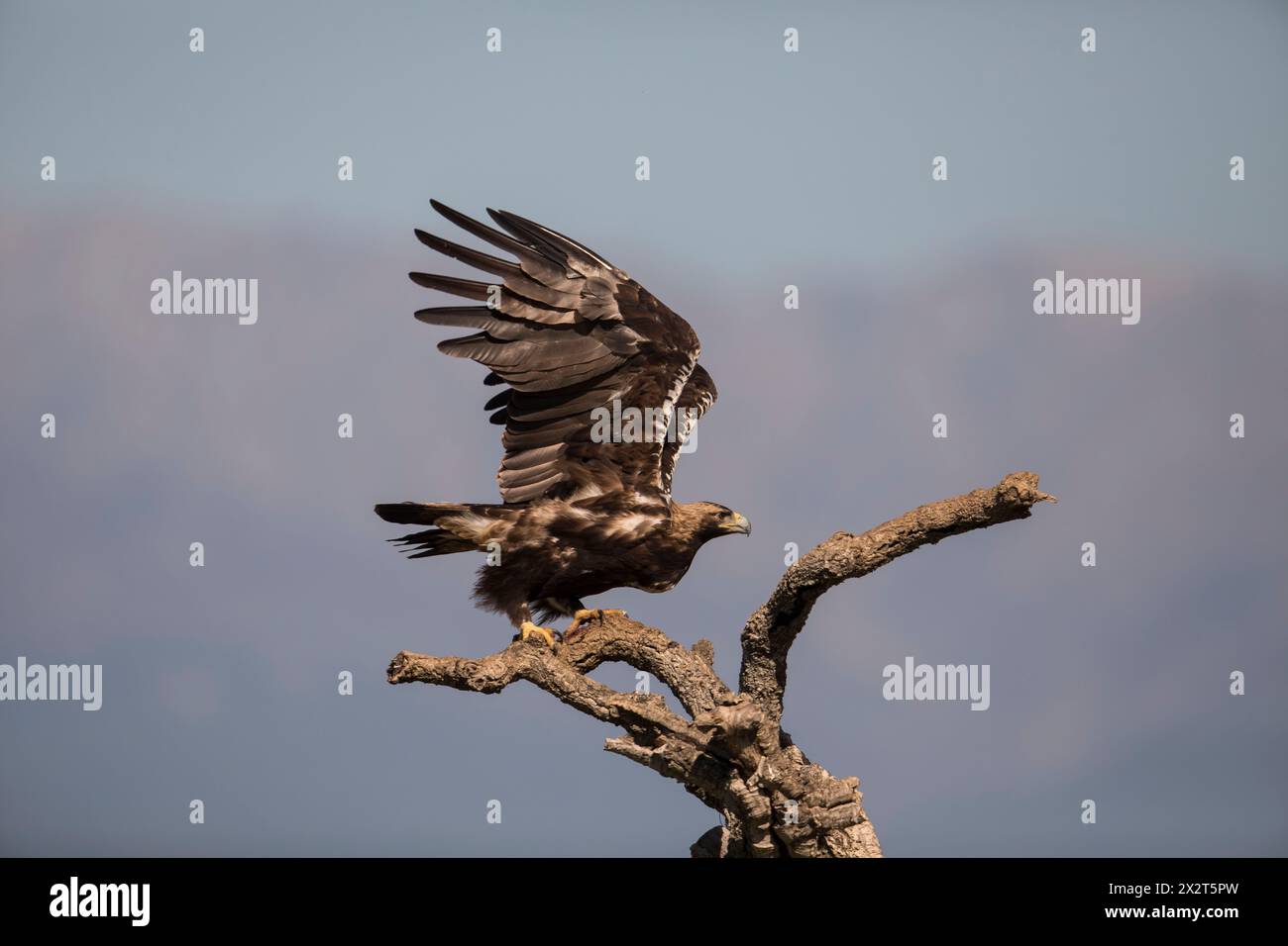 Aguila imperiale iberica immagini e fotografie stock ad alta ...
