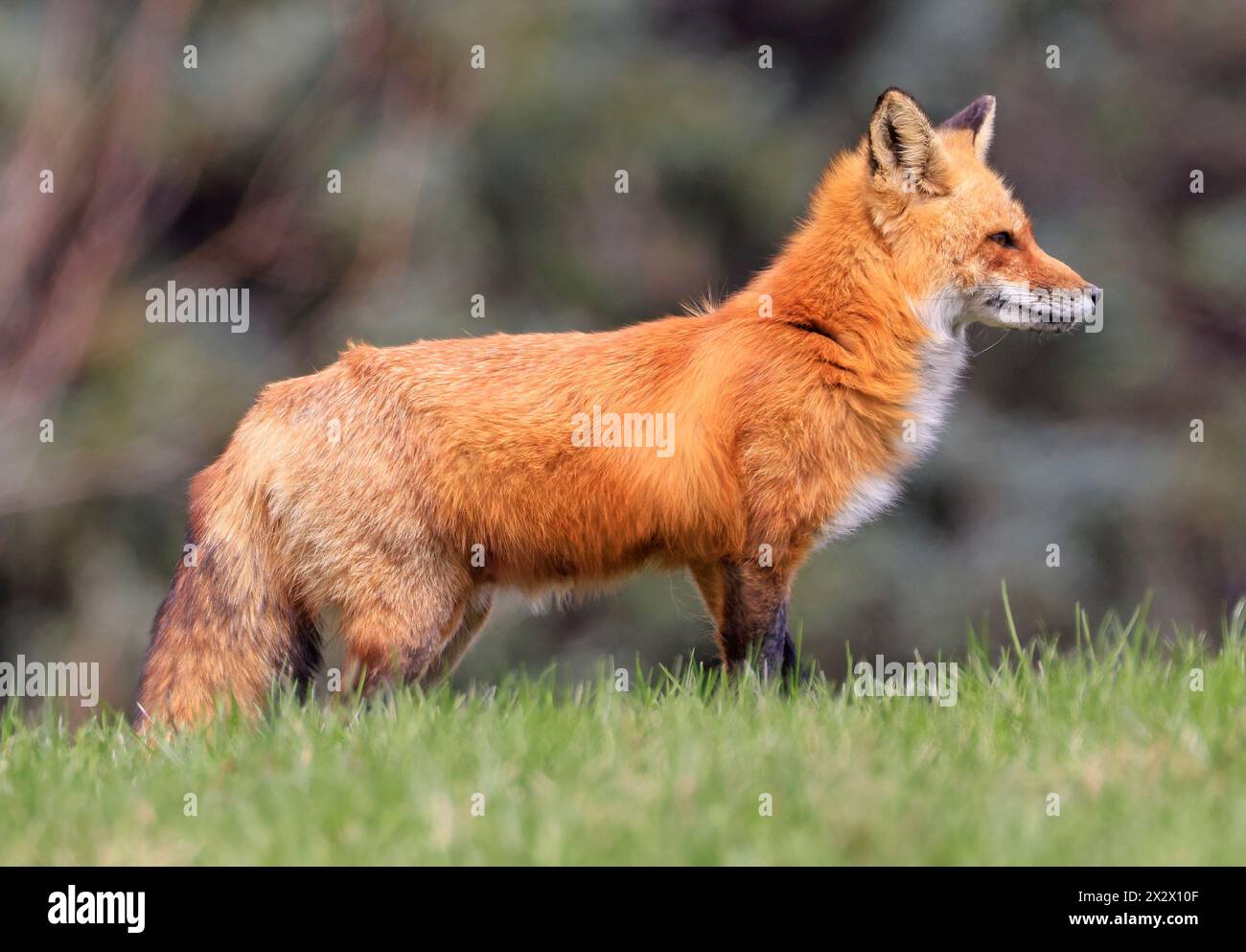Profilo di volpe rossa vulpes vulpes immagini e fotografie stock ad ...
