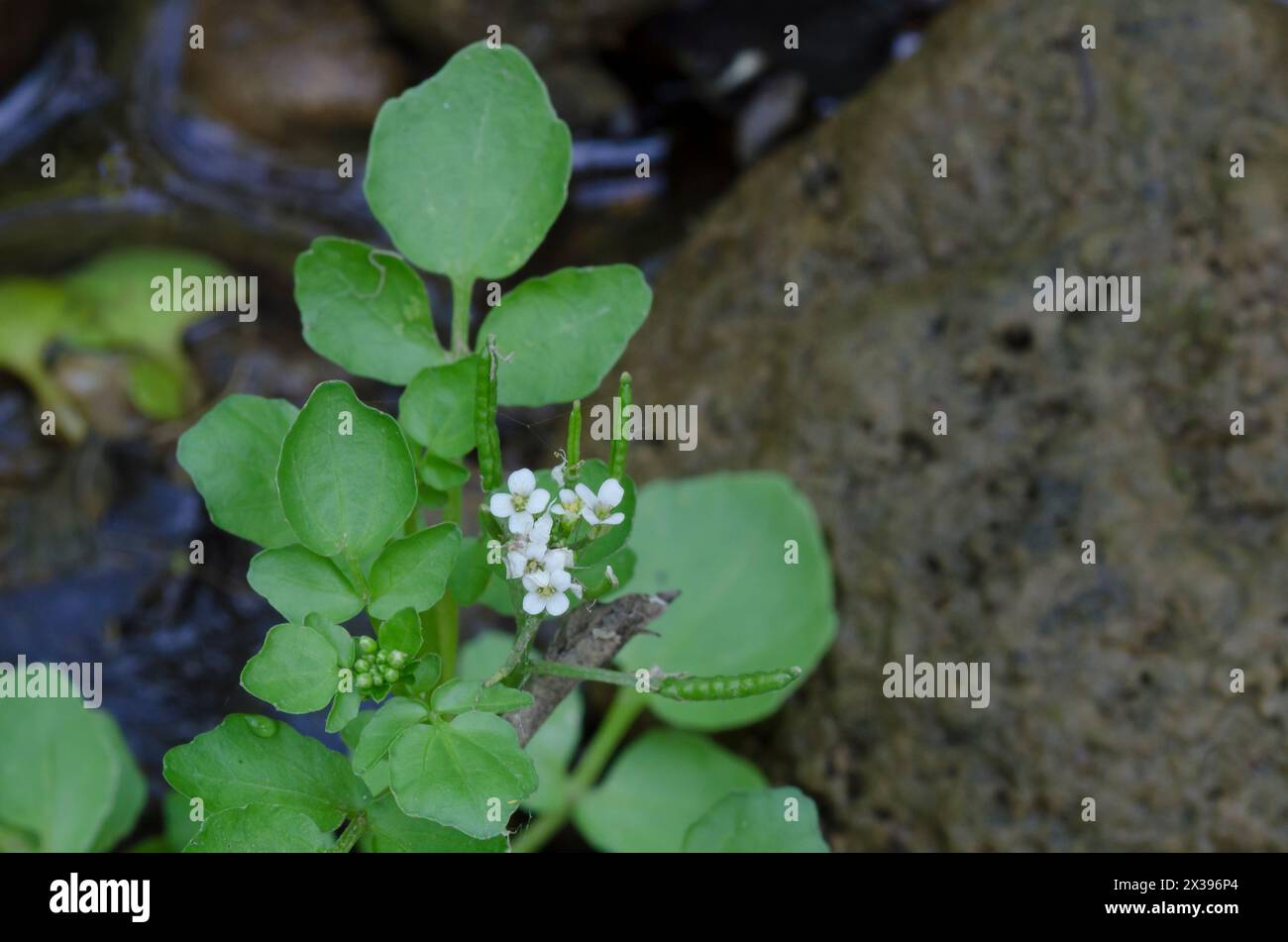 Crescione selvatico immagini e fotografie stock ad alta risoluzione - Alamy