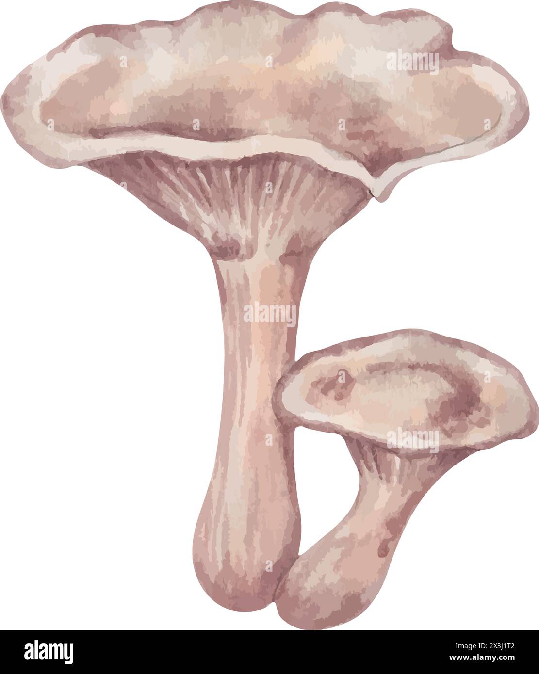 Funghi velenosi Clitocybe. Illustrazione con acquerelli e pennarelli ...