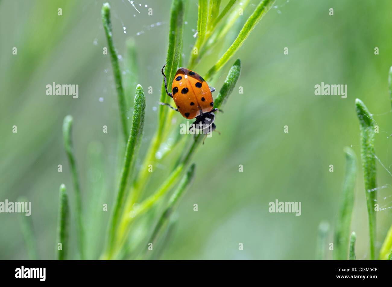 Coccinella sulla pianta immagini e fotografie stock ad alta risoluzione ...