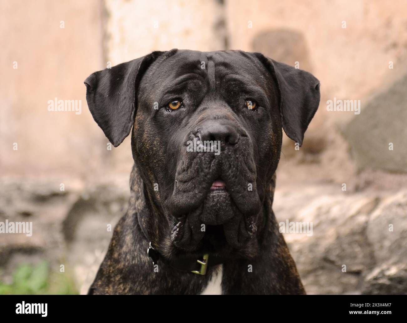 Italian breed immagini e fotografie stock ad alta risoluzione - Alamy