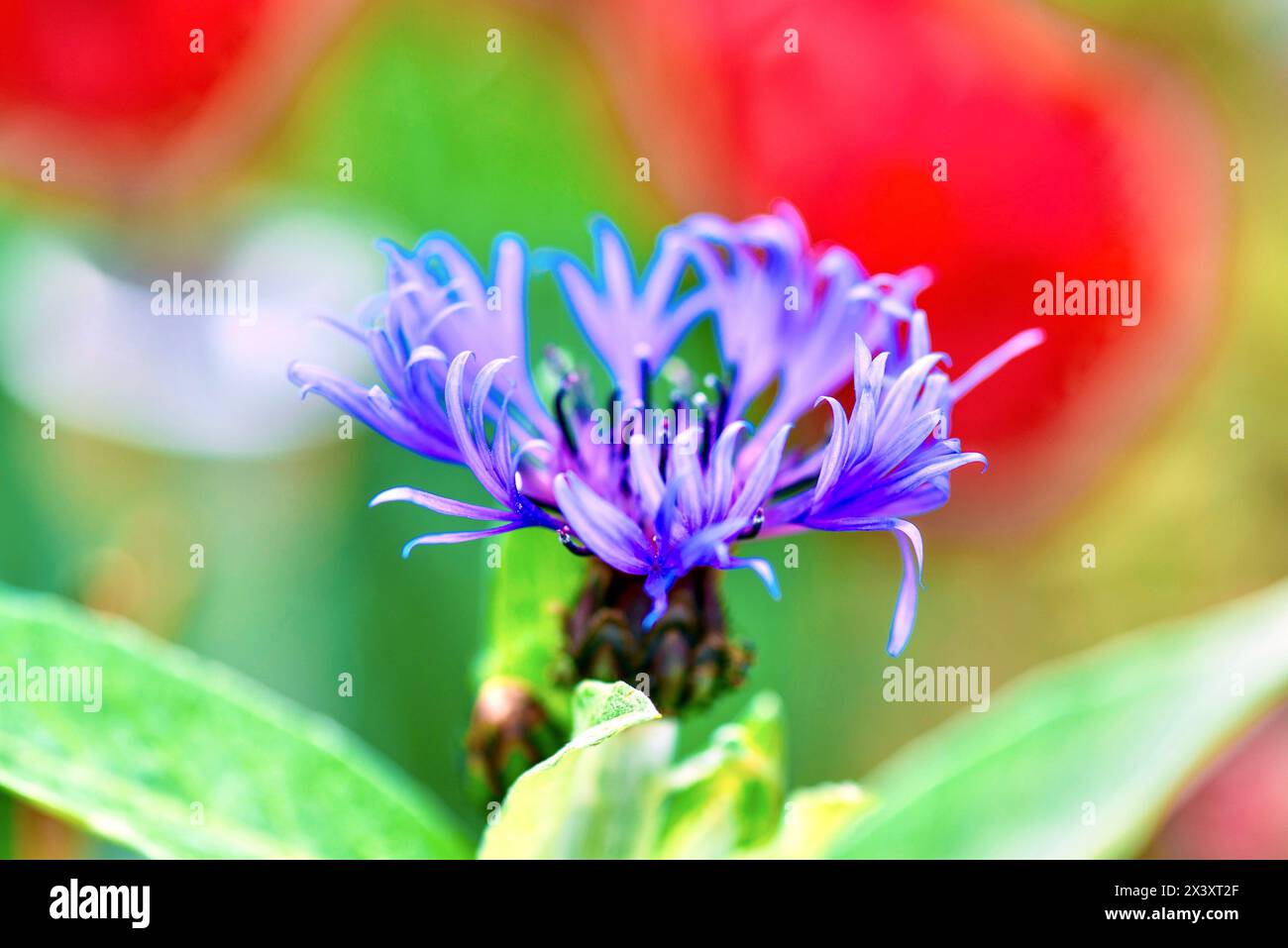 Campi di fiordaliso immagini e fotografie stock ad alta risoluzione - Alamy