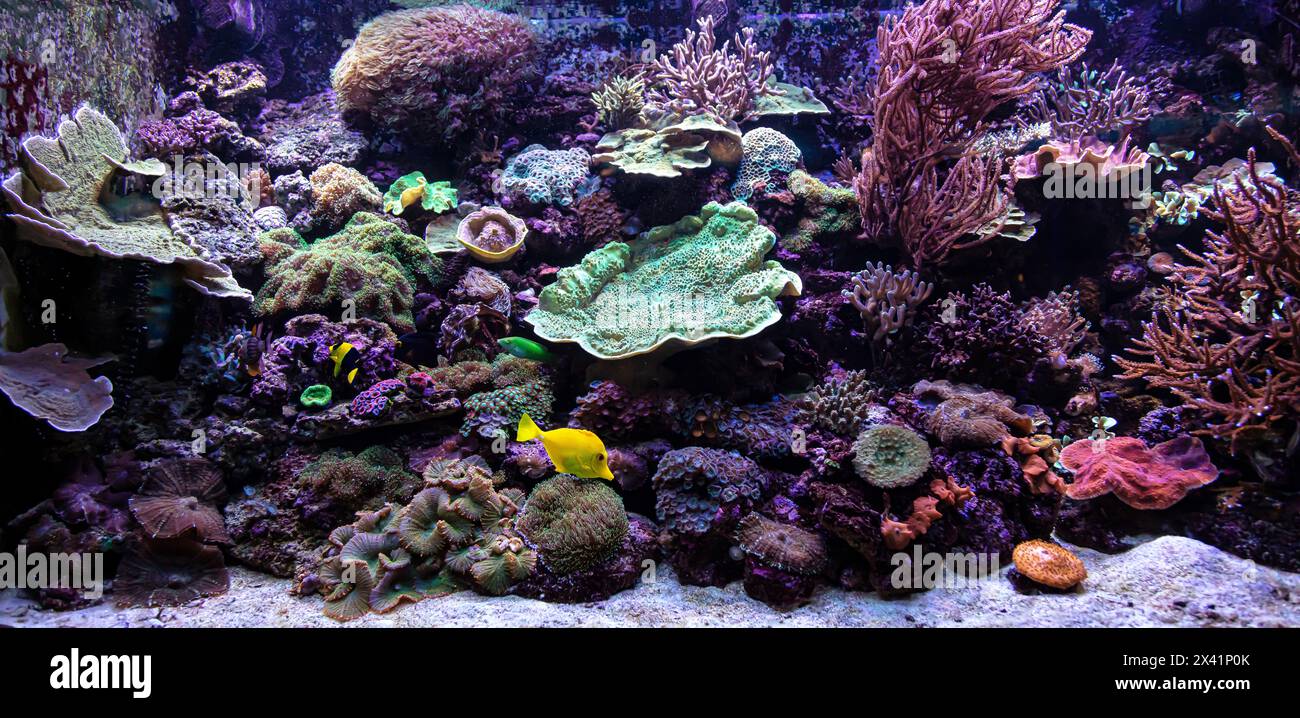 L'acquario della barriera corallina immagini e fotografie stock ad alta ...