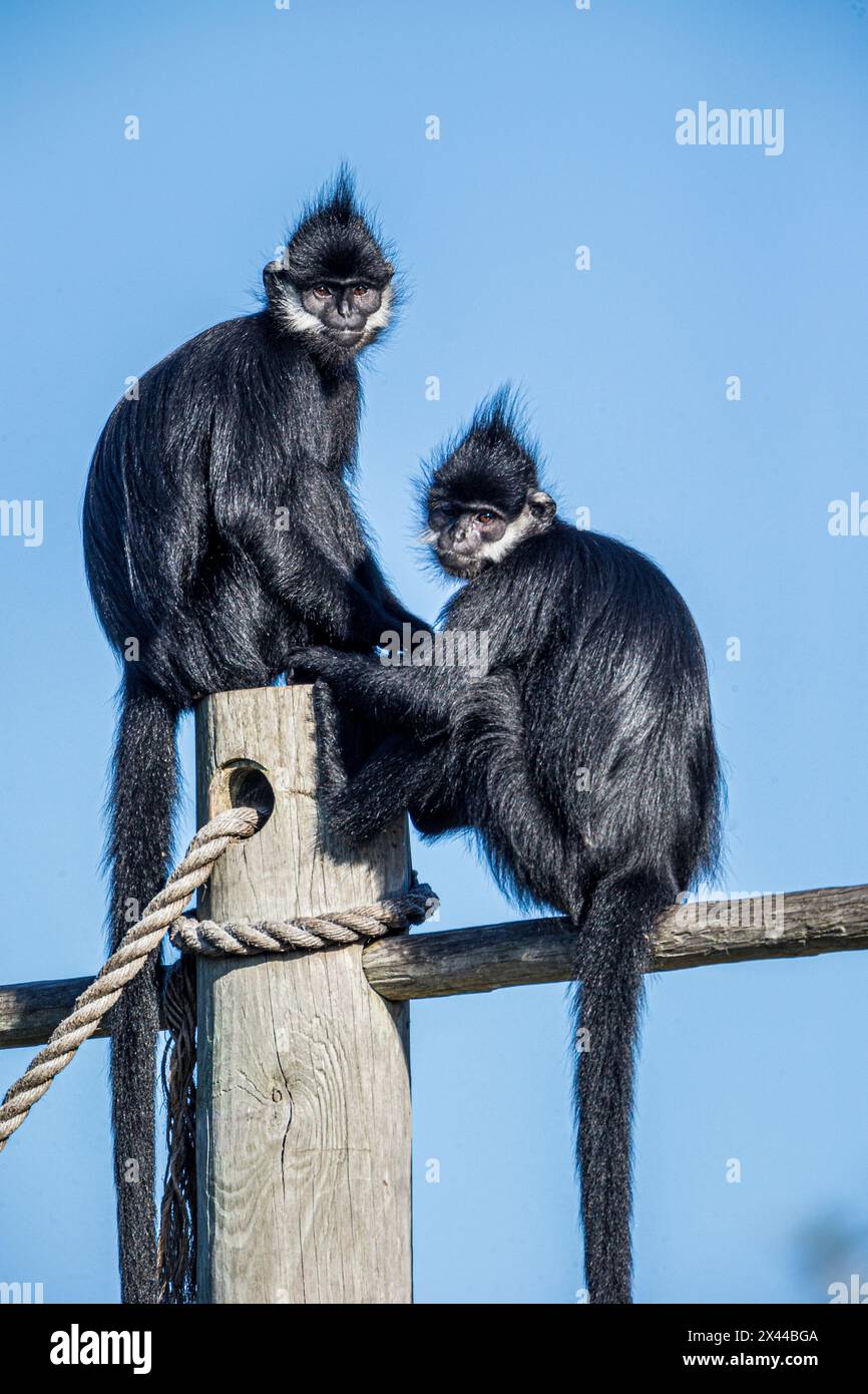 Vietnam langur immagini e fotografie stock ad alta risoluzione - Alamy