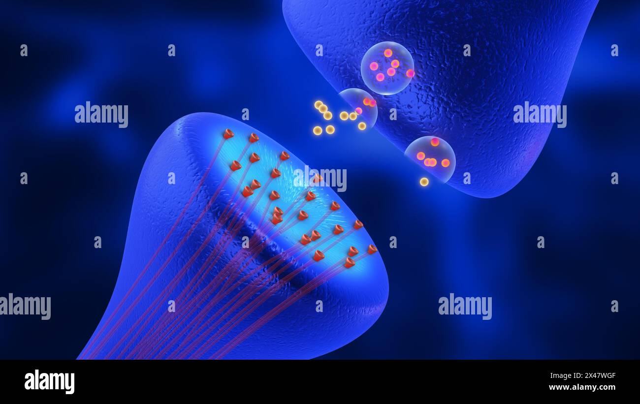 Anatomia delle sinapsi dei neuroni immagini e fotografie stock ad alta ...