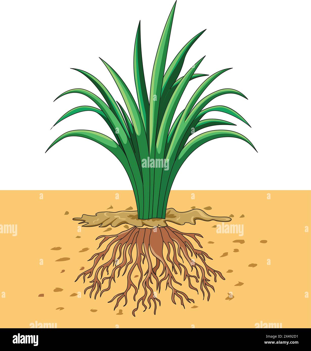 Fibrous root structure Immagini Vettoriali Stock - Alamy