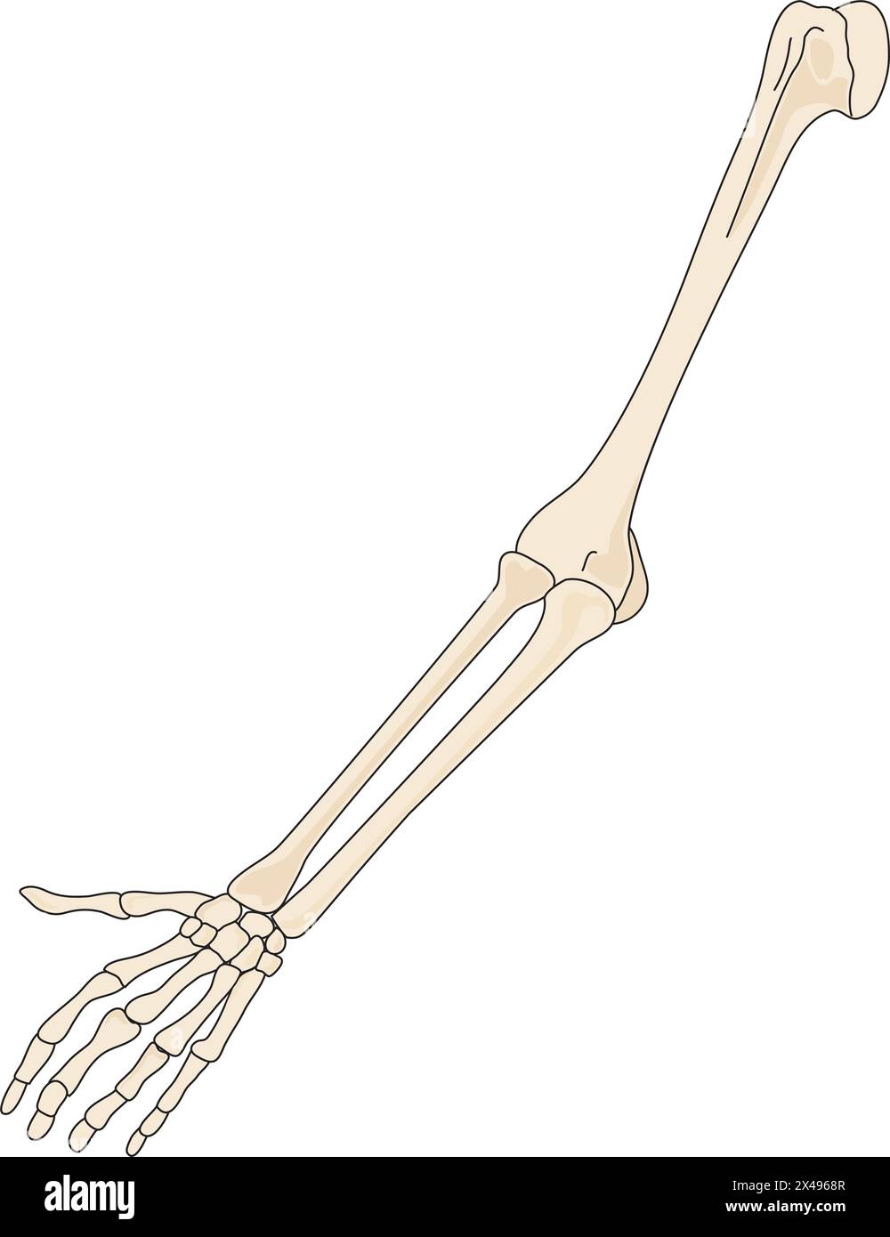 Partes del cuerpo humano brazo Immagini Vettoriali Stock - Alamy