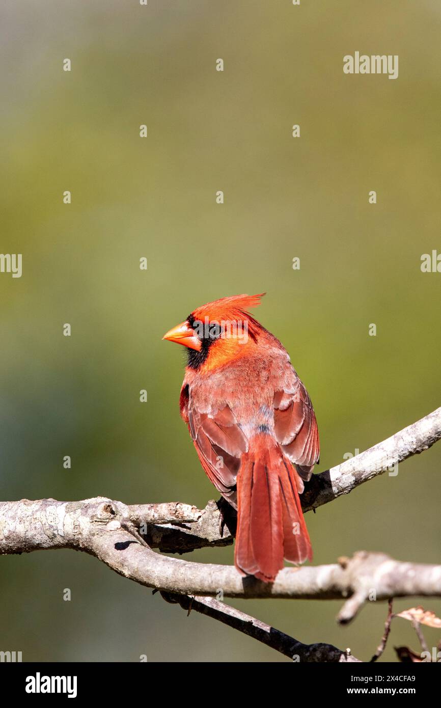 Cardinale maschio immagini e fotografie stock ad alta risoluzione - Alamy