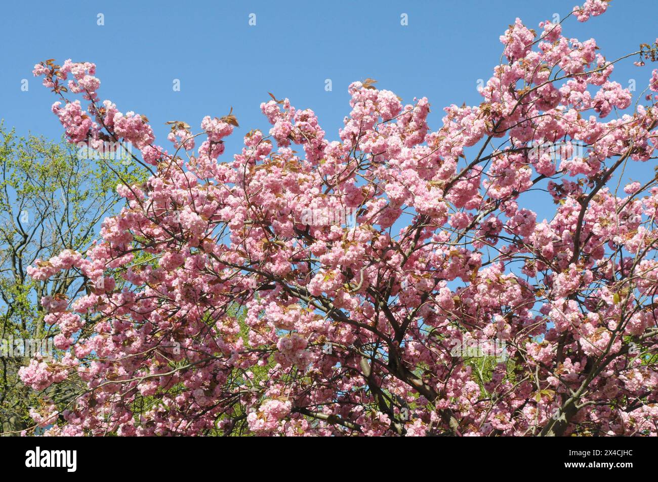 Copenaghen/ Danimarca/02 maggio 2024 /le sorgenti fioriscono nella ...