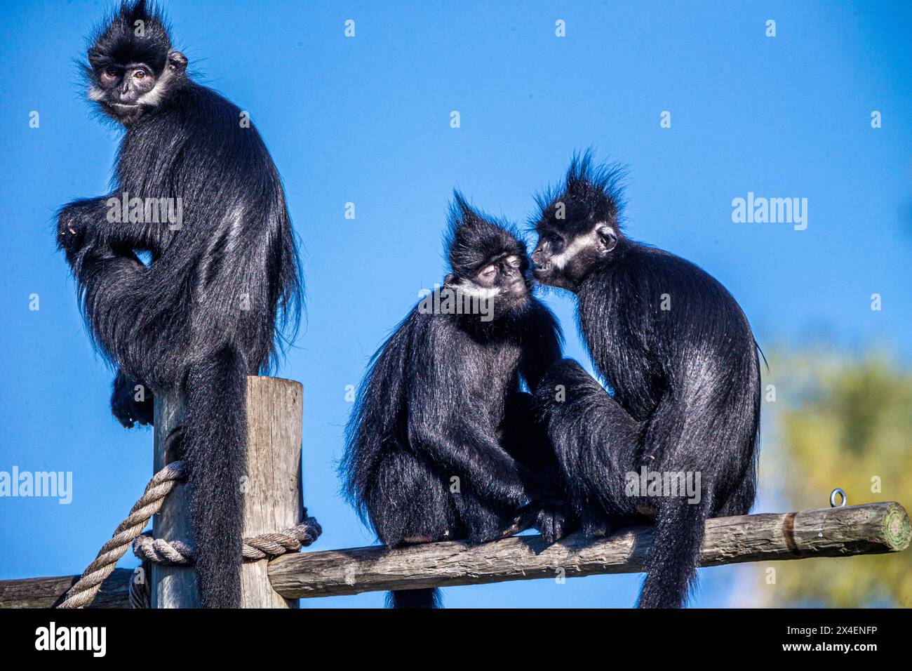 Vietnam langur immagini e fotografie stock ad alta risoluzione - Alamy