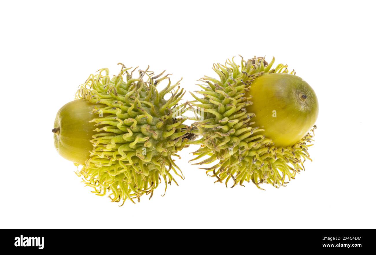 Quercus cerris ghianda immagini e fotografie stock ad alta risoluzione ...