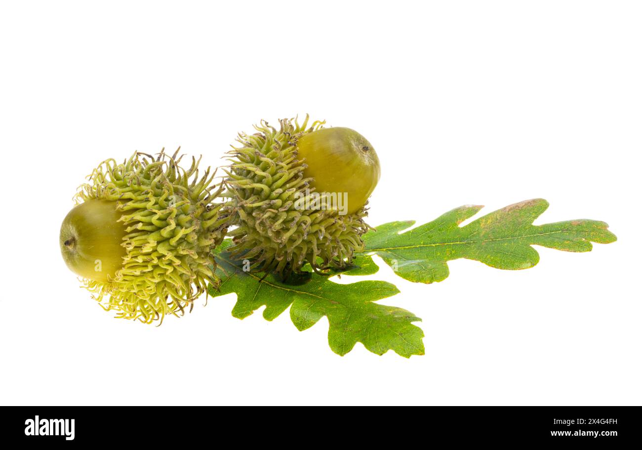 Quercus cerris ghianda immagini e fotografie stock ad alta risoluzione ...